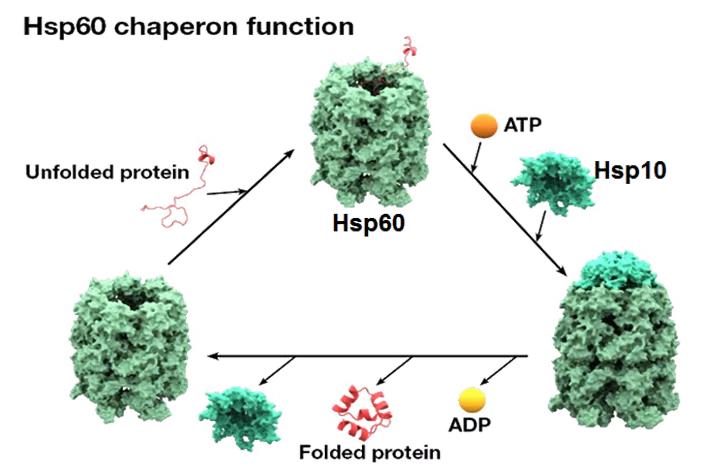 "Nobel Prize Worth" series: The birth of molecular chaperones of ...