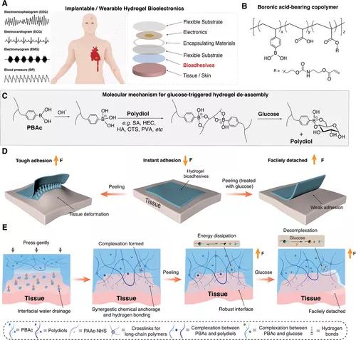 Liu Ji from Southern University of Science and Technology: A hydrogel ...