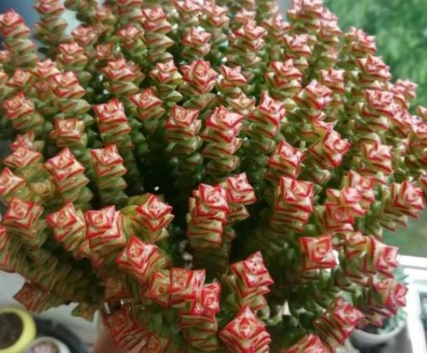 7 kinds of succulents love to explode in pots, and the sense of ...