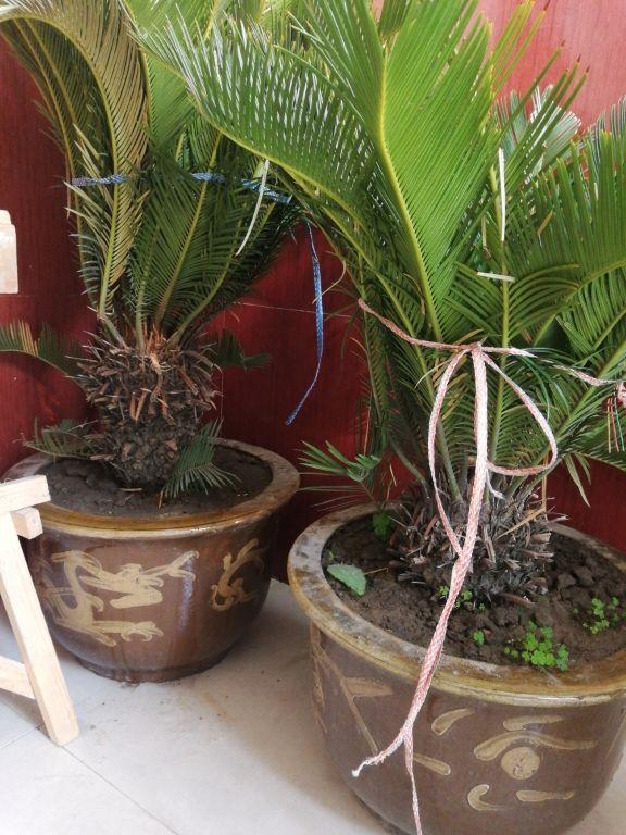 Is the iron tree blooming just an idiom?No, iron trees can really bloom ...