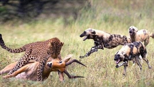 The leopard takes in the desolate hyena. When the leopard is in danger ...