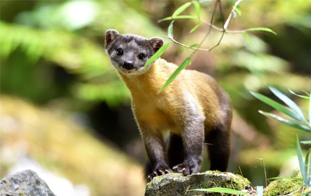 A yellow-throated mink appeared in Changbai Mountain, besieging a roe ...