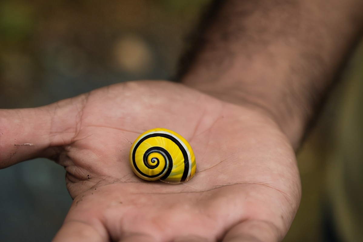 The Cuban painted snail is like a classic Cuban car, a rare piece of ...