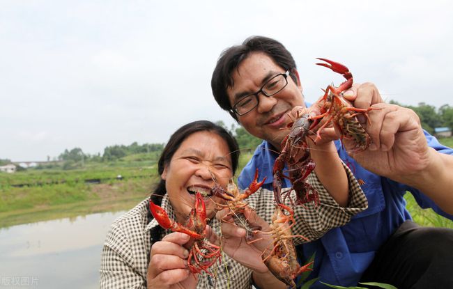 How many Japanese crayfish are there?Is it useful to designate as an ...