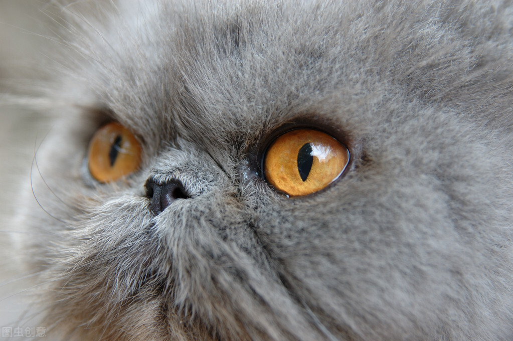 What to do if cat eyes are red and swollen with discharge - iNEWS