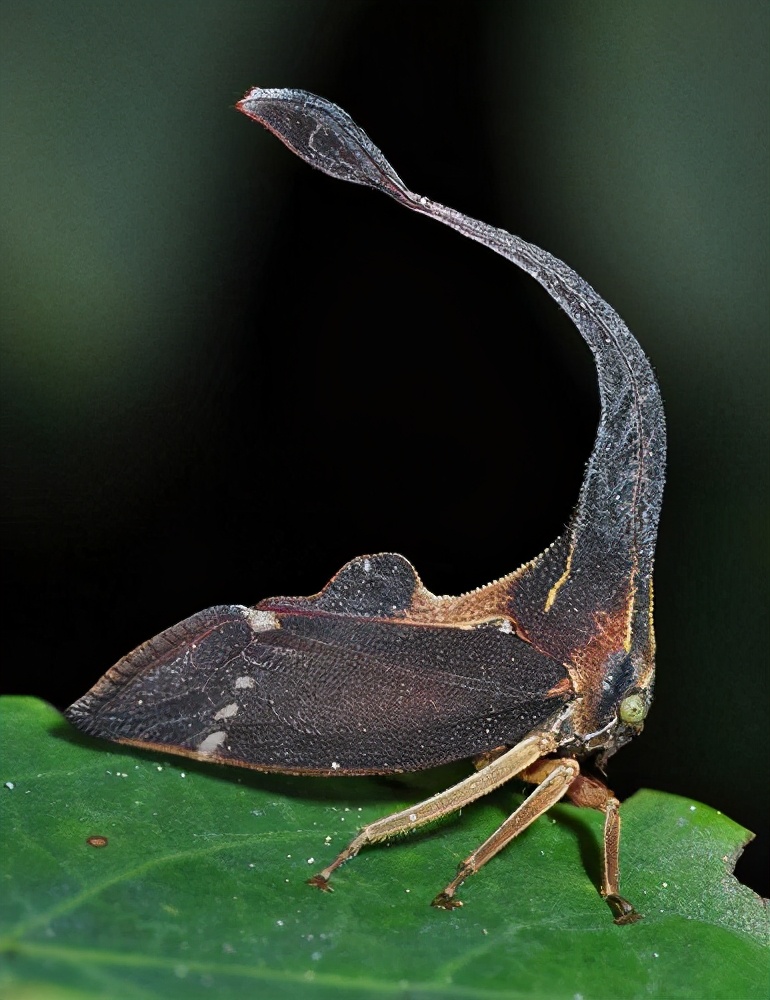 Insects resembling alien creatures: horned cicadas - iNEWS