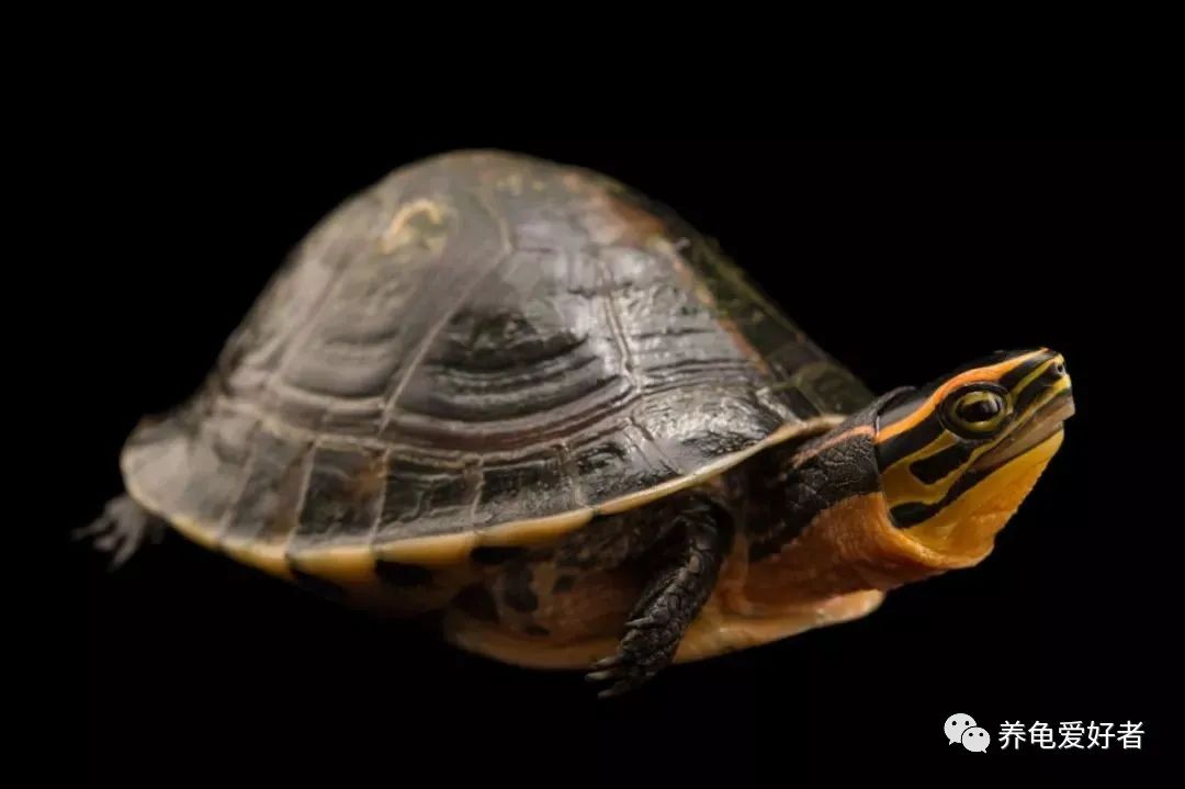 In the past, chicken babies are now chicken tortoises. The more ...