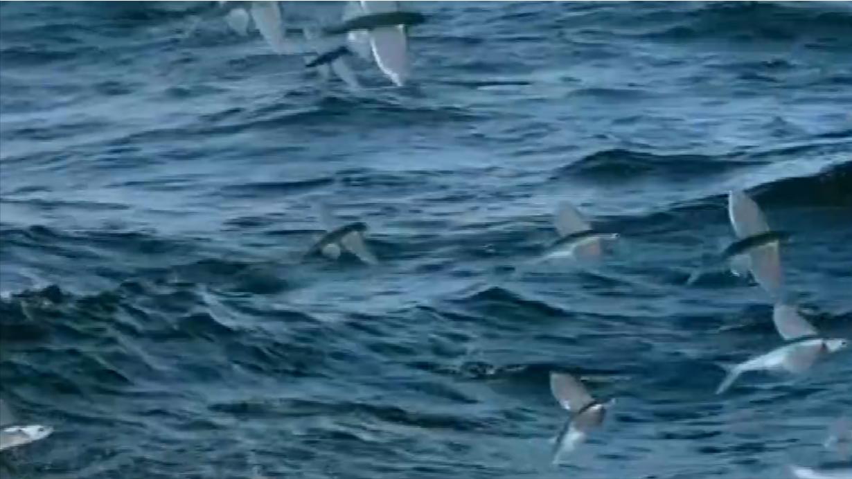 Seventy-five cute trails of different beasts in the mountains and seas ...