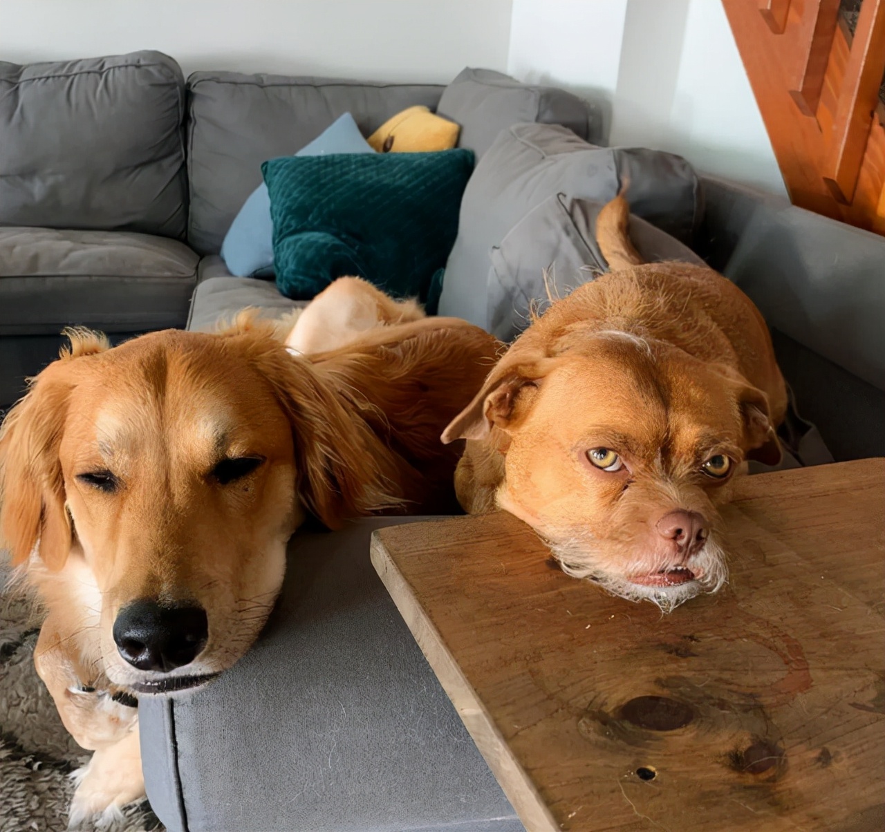 The dog was thrown away because he had a "goatee". After being rescued ...