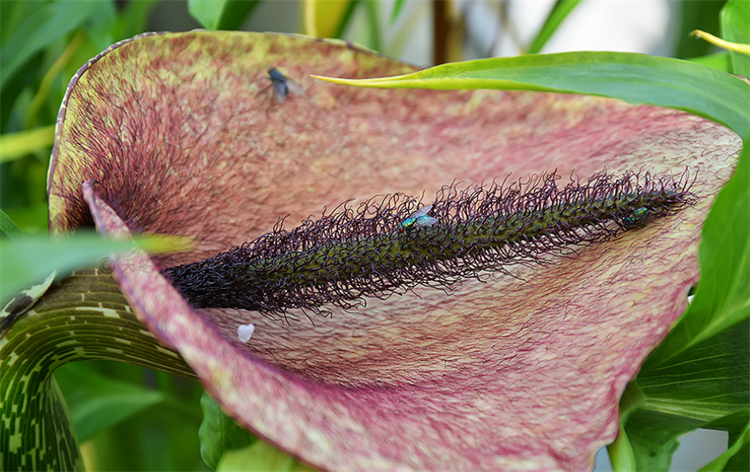 Inventory of 11 kinds of "bad flowers" with a unique smell. Everyone ...