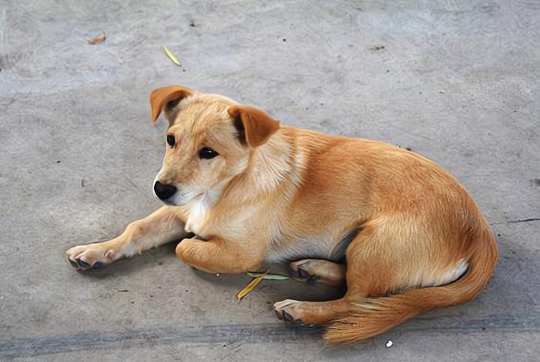 "Don't be afraid of ghost cry, dog howl scares people to death", why ...