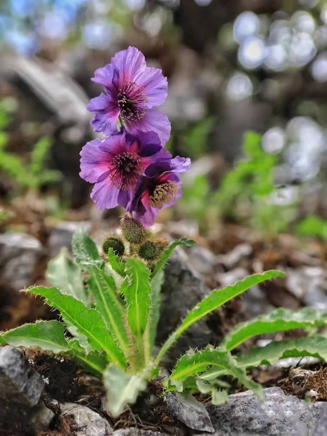 Five rare alpine plants, blooming beautifully, can only be seen but not ...