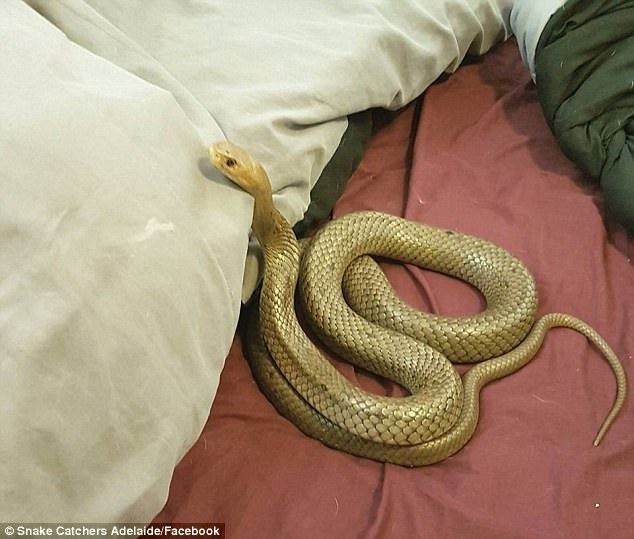 The snake wrapped its feet and mistakenly thought it was a belt.In the ...