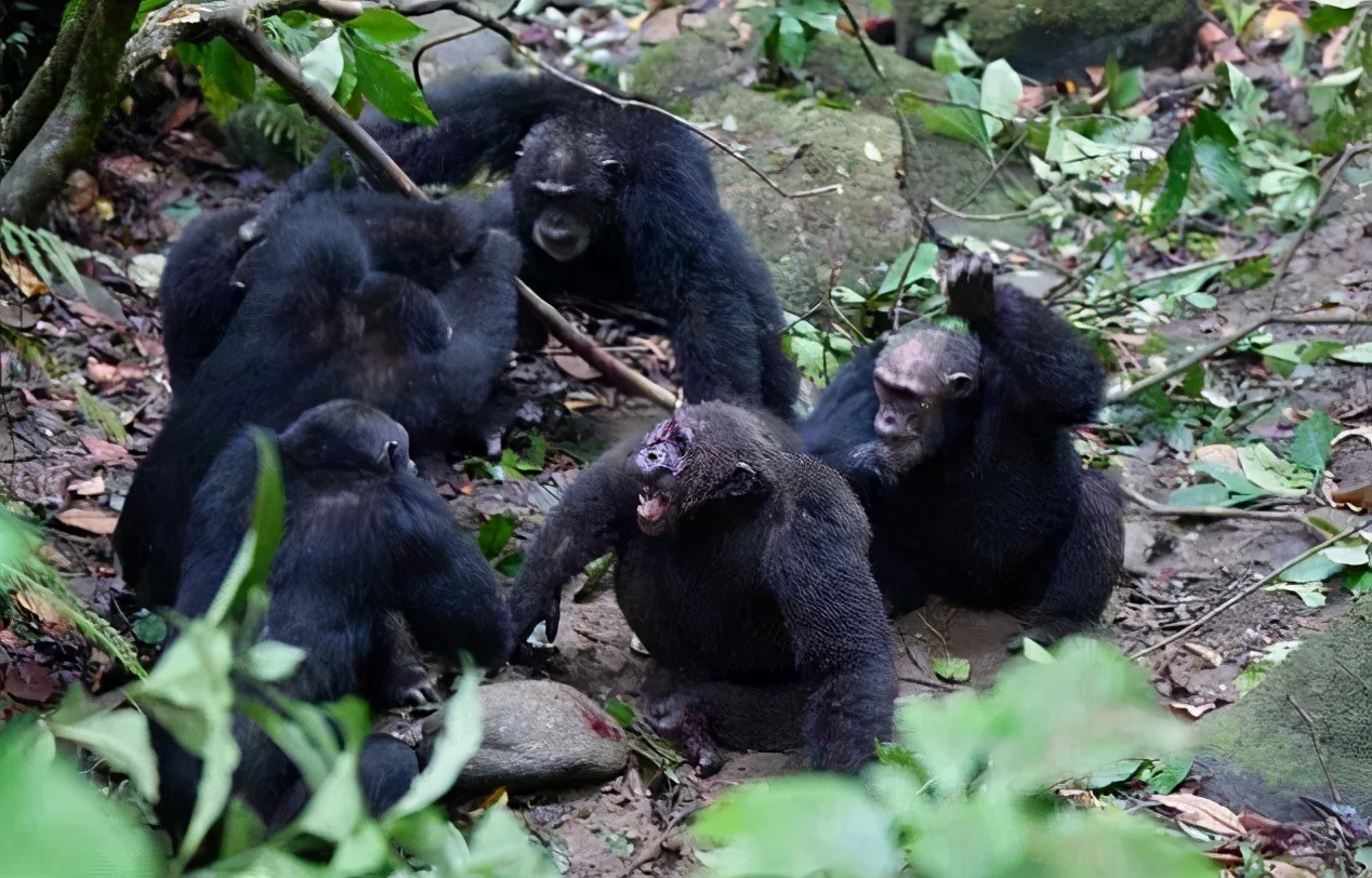 The chimpanzee war that lasted for 4 years, the tragedy is comparable ...
