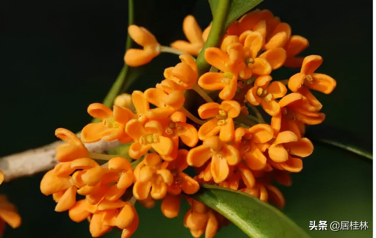 In Guilin, osmanthus flowers bloom in the whole city, which district is ...