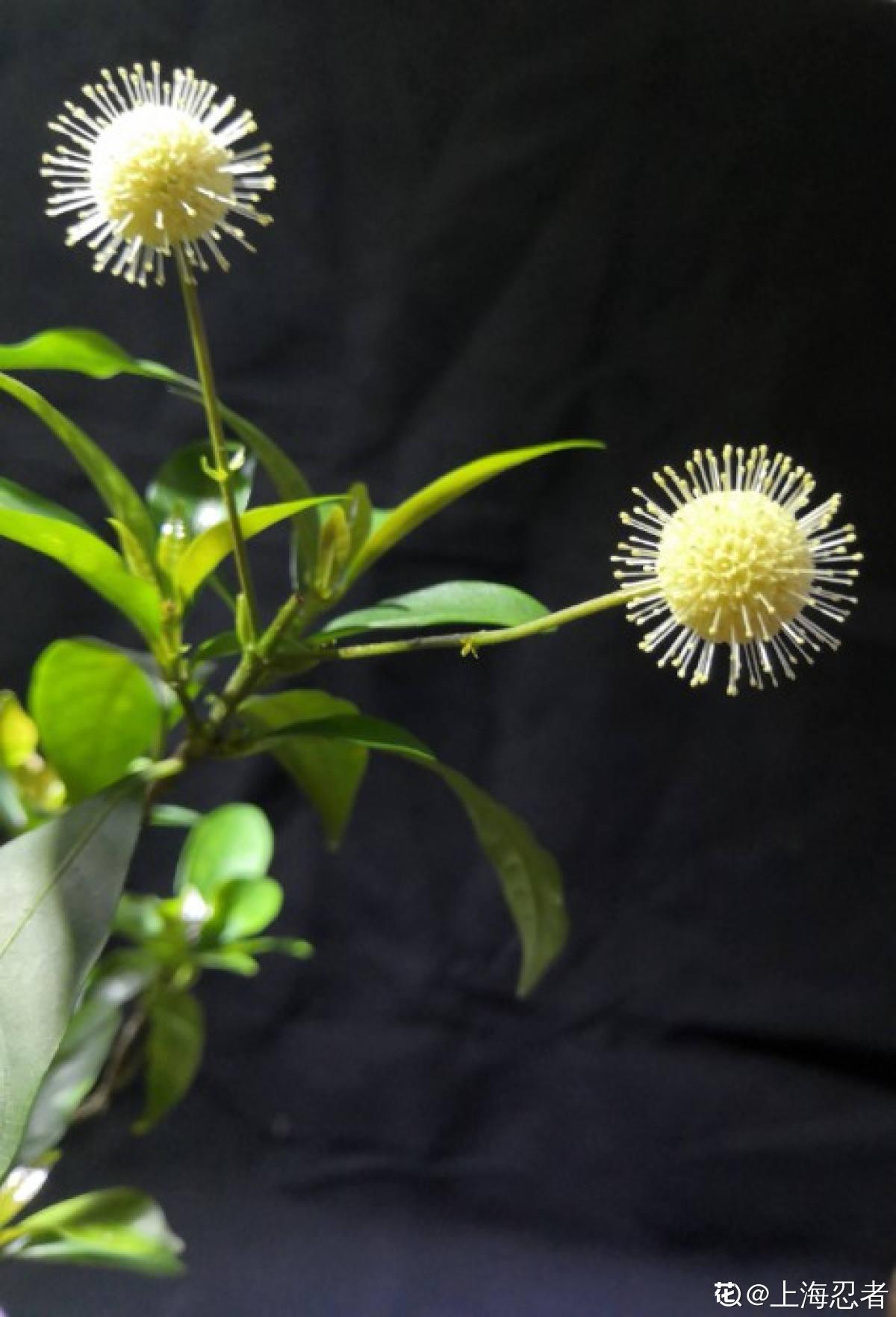 Add "water" to bayberry to make a bonsai, 5 steps to create an elegant ...