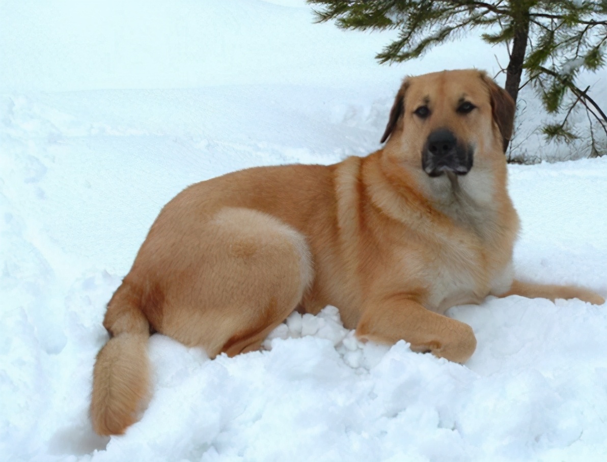 Dogs on the verge of extinction: these 6 types of dogs are almost out ...