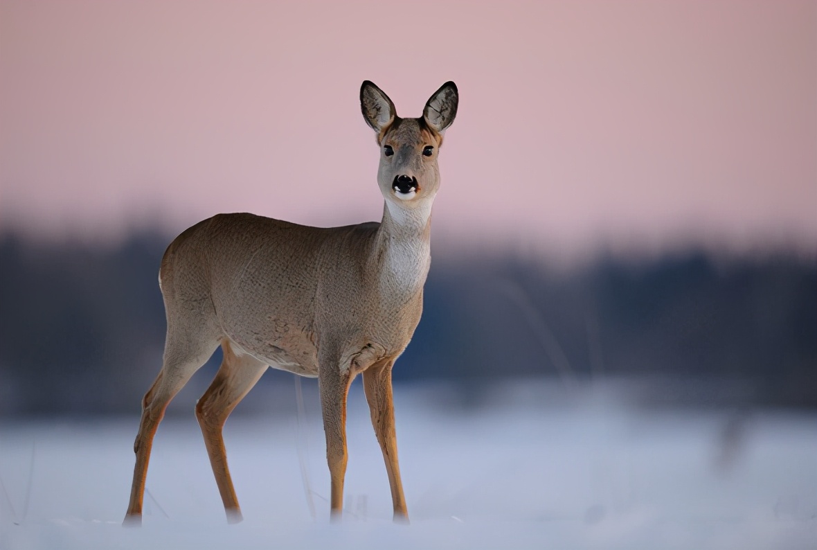 How silly is the "silly roe deer" of the Northeast sacred beast? Why is ...