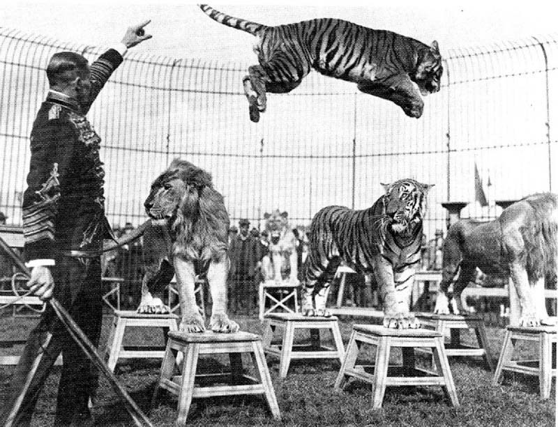 Inventory of 16 liger fights that have actually occurred in history ...