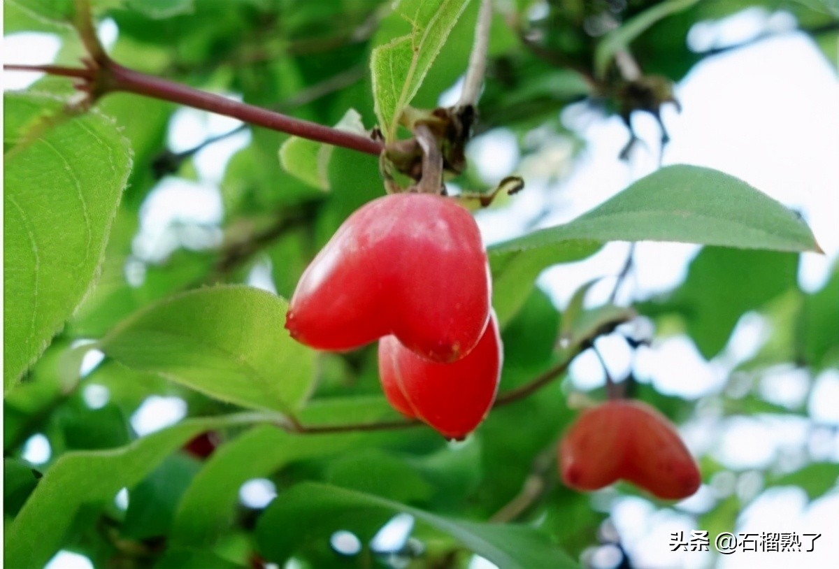 What are the unknown exotic fruits in Xinjiang? - iNEWS