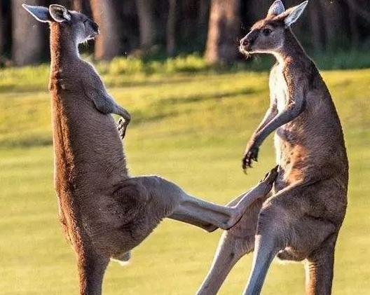 Can kangaroos eat?Envy the muscles of kangaroos?Then you have to ...