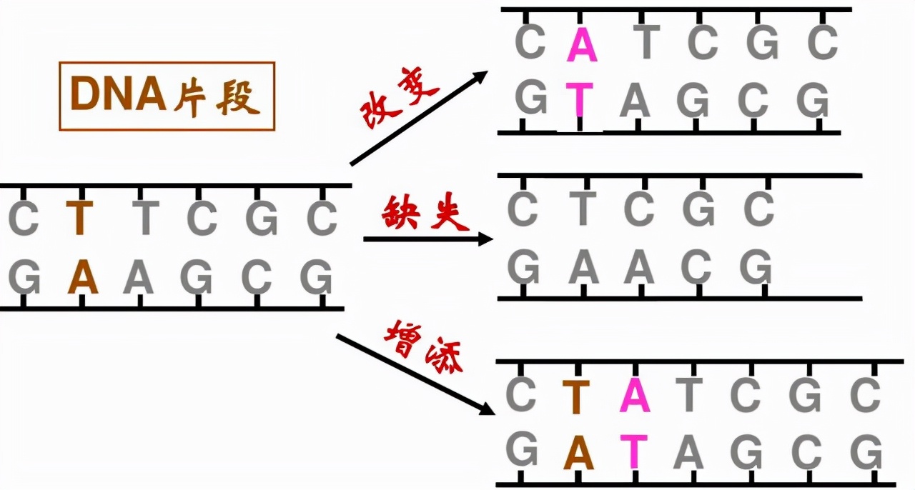 The male chromosome is XY, and the female is XX. What would a person ...