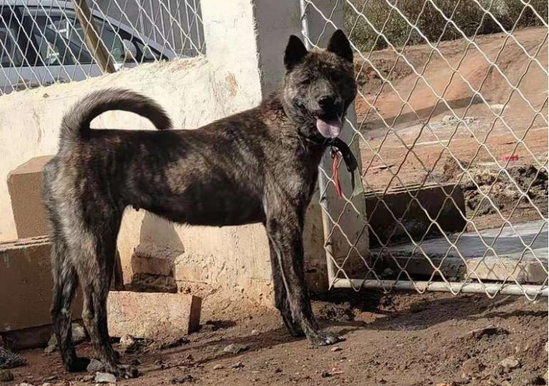 China's 5 rare and excellent dog breeds, one of which is currently only ...