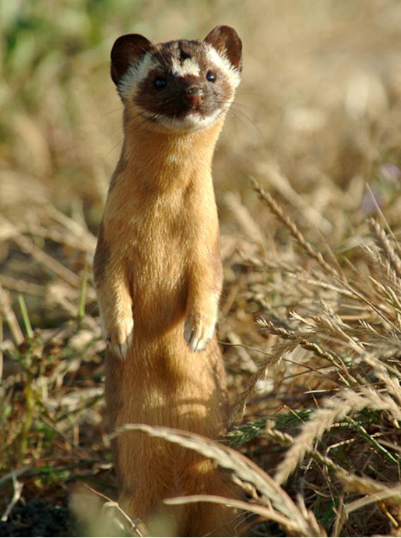 What is the yellow weasel called "Huang Taixian" like? - iNEWS