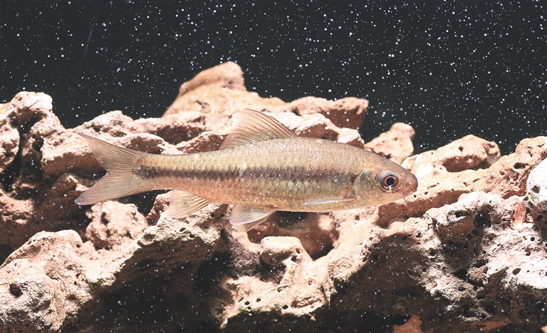 Hainan Freshwater Fish Illustrated Book-Take a "Certificate Photo" for ...