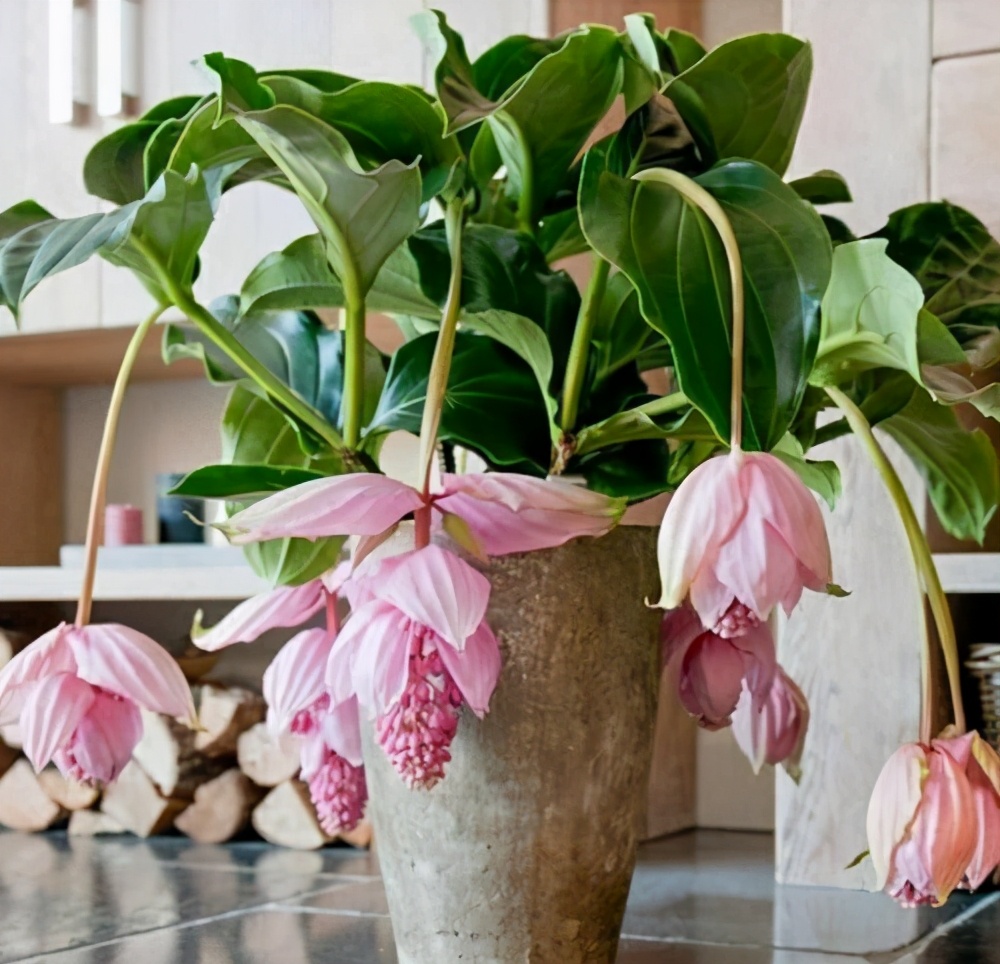 Baolian Lantern Introduction - iNEWS