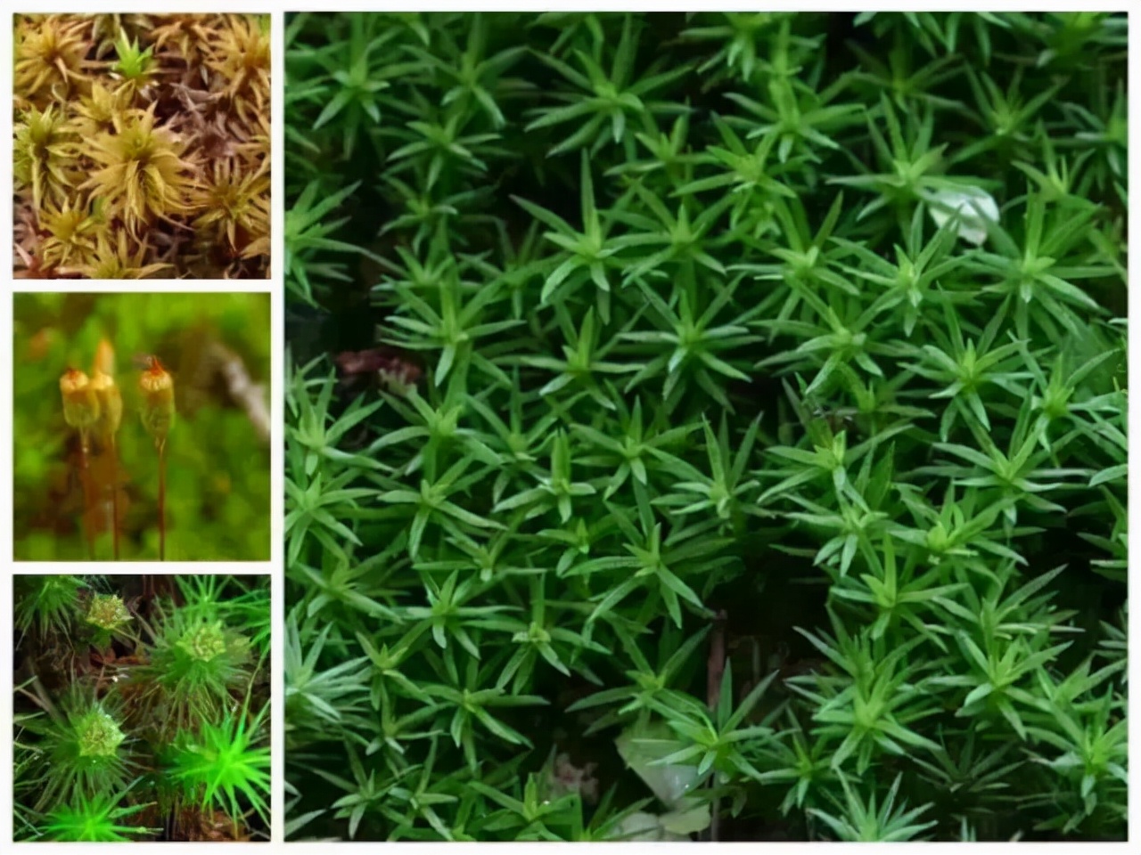 40 kinds of common bryophytes illustrated book, landscape plant ...
