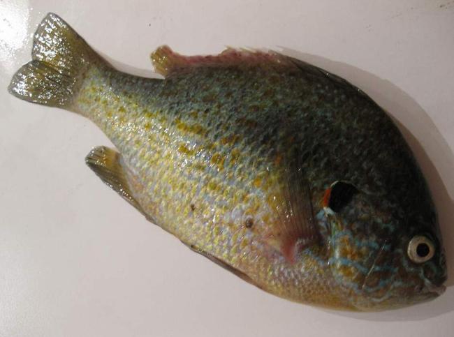 American sunfish invaded Japan, spawning more than 60,000 eggs ...
