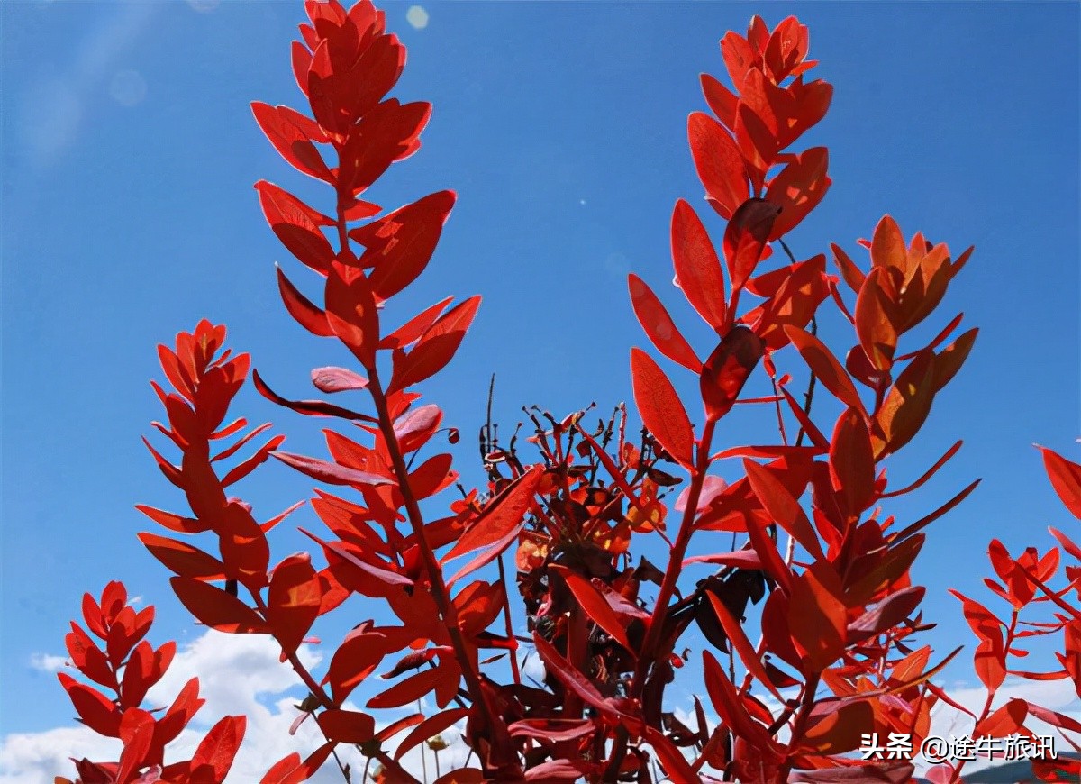 The flaming wolf venom ignites the autumn of Shangri-La and makes ...