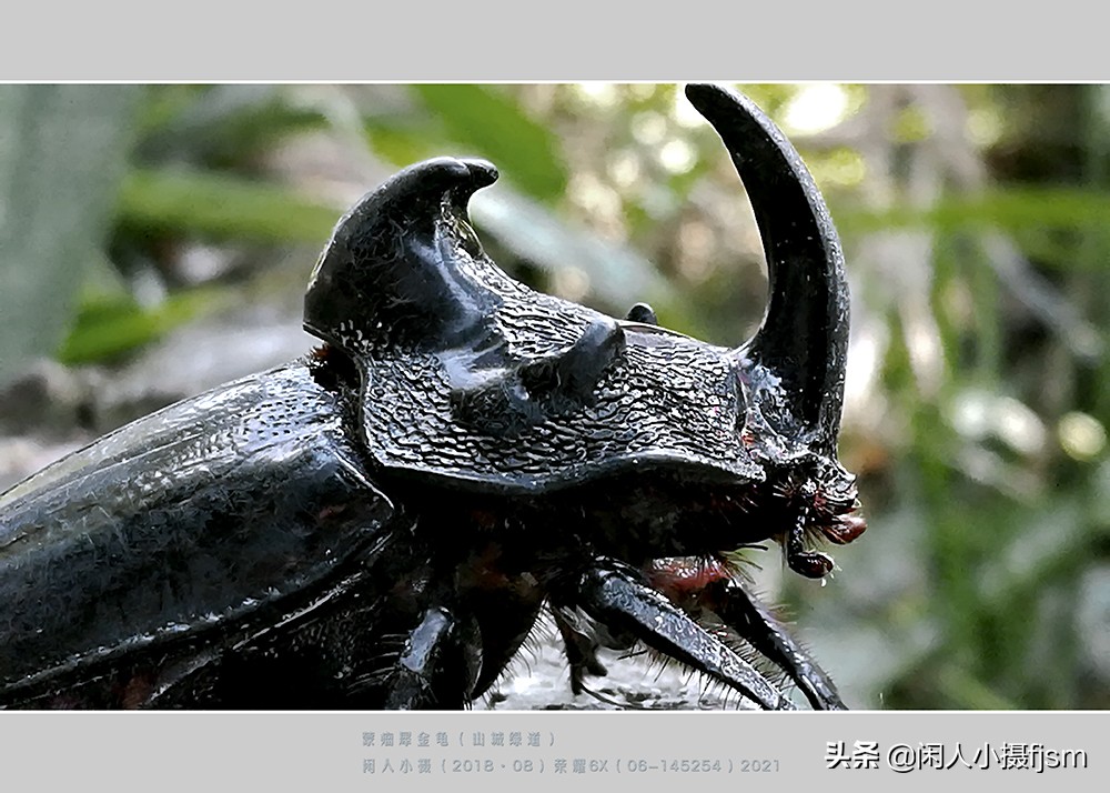 Insect photography: scarab with horns, shaped like a rhino, simple but ...