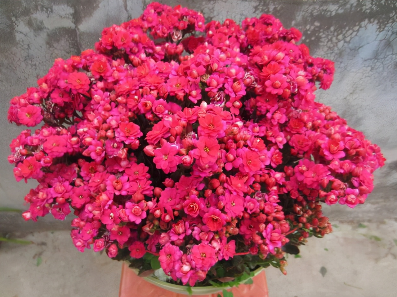 Maintain the longevity flowers you just bought in October. Five aspects ...