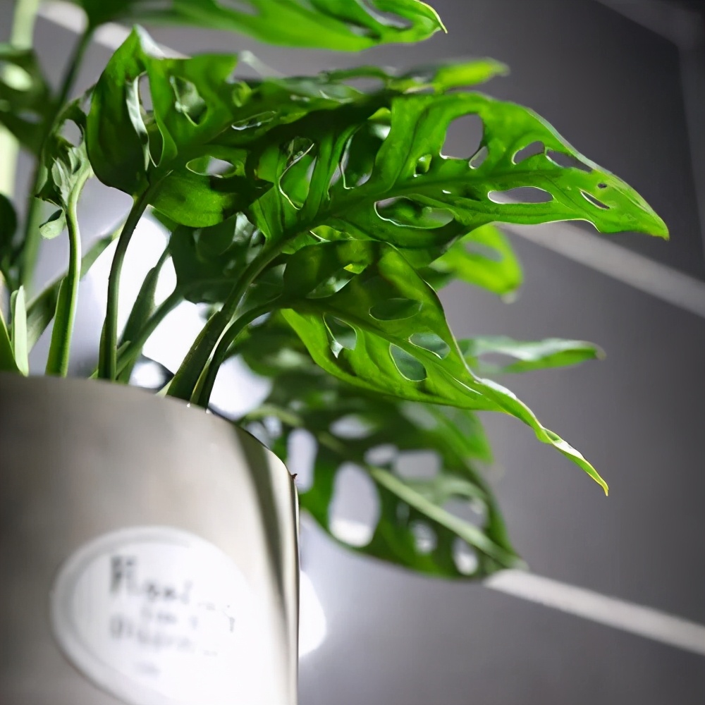 The little mystery of keeping monstera leaves shiny and shiny - iNEWS