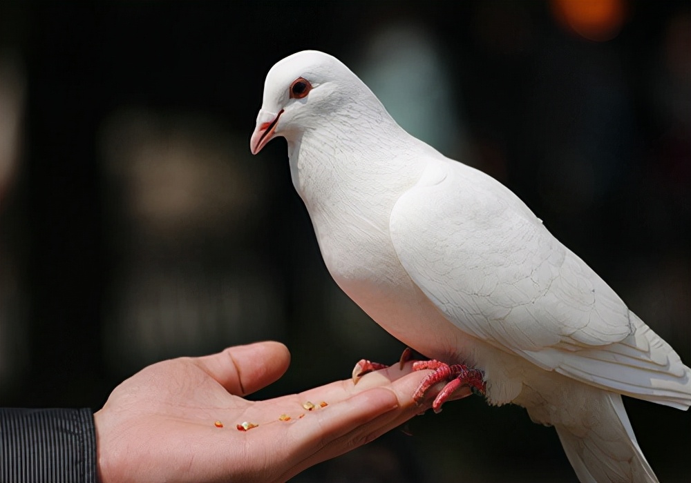 There is a pet at home: how to treat a pigeon with a single eye cold ...
