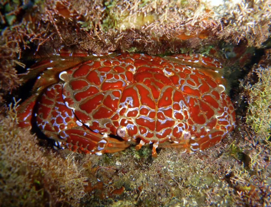 There are several species of crabs that are highly poisonous in the ...