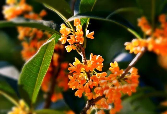Classification of Osmanthus Varieties (Attached: Classification of 154 ...
