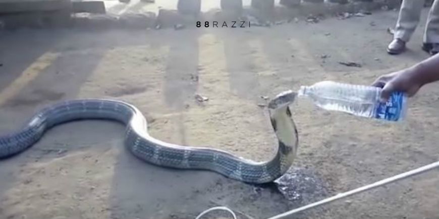 Two countries!How powerful is the King Cobra?3 big natural enemies are ...
