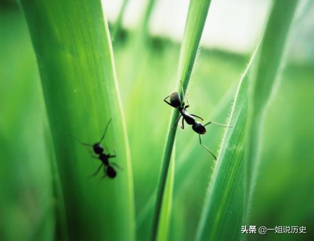 If the ants are magnified 10,000 times, can they dominate the earth ...