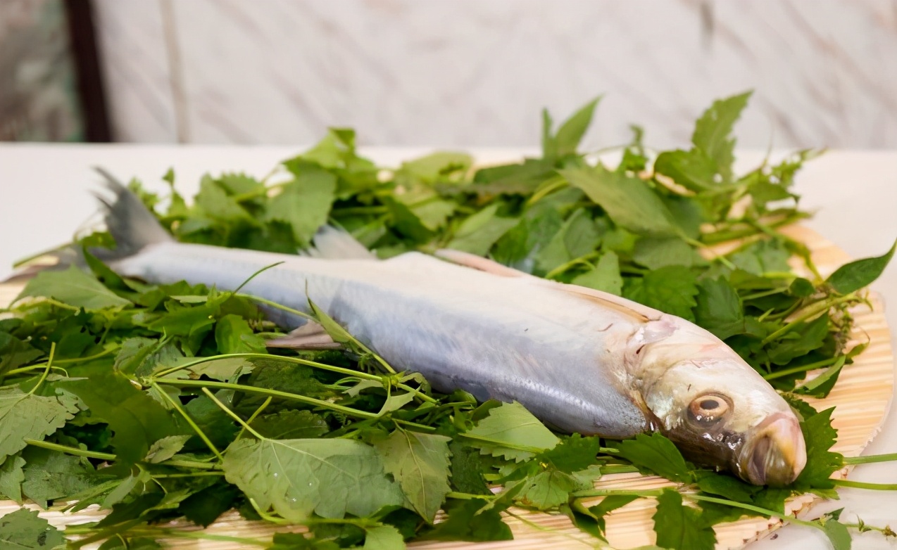 The hidden danger of Xingkai Lake, the introduction of whitebait became ...