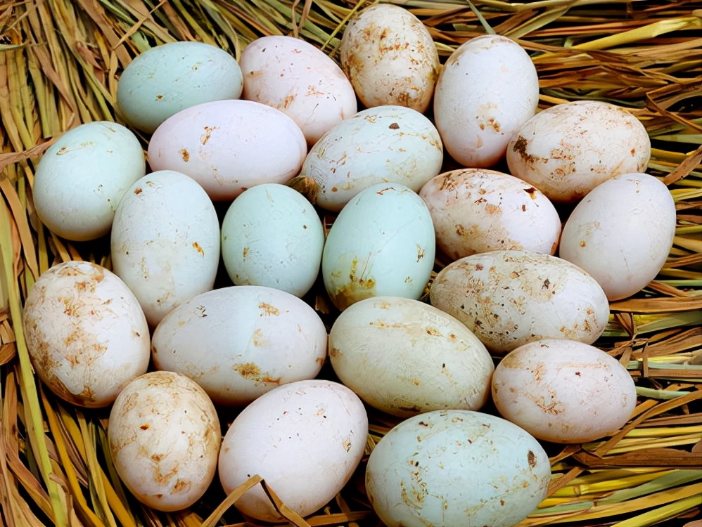 When buying duck eggs, there is a big difference between "white shell ...