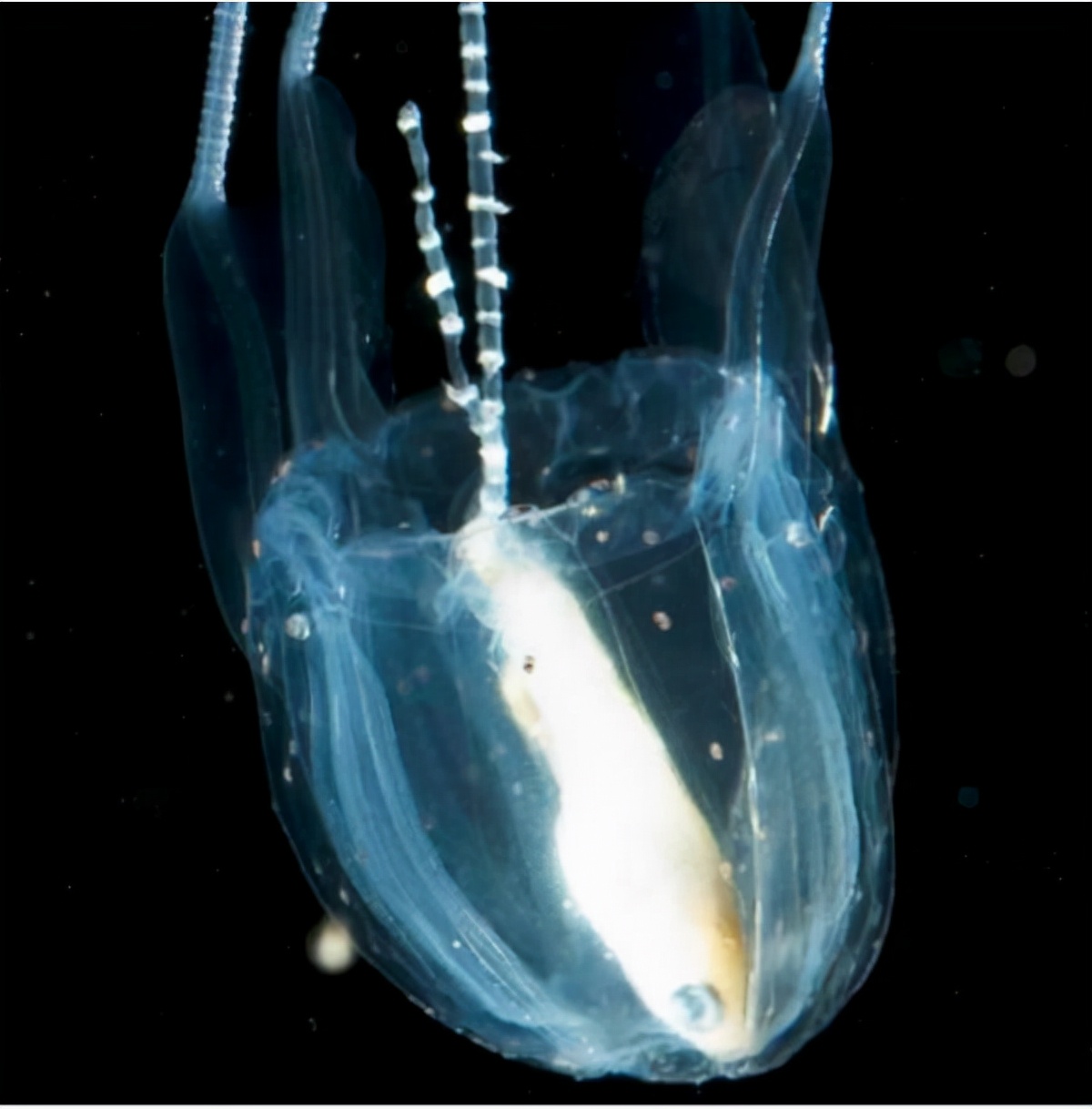 The smallest jellyfish in the world, the Yilukanji jellyfish is only a ...