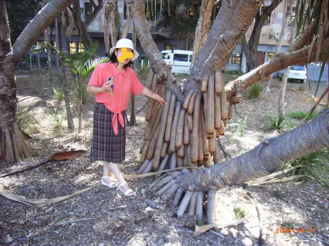 What kind of tree is this, with so many small clubs - iNEWS