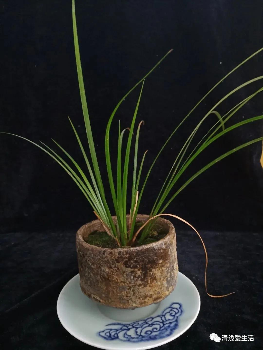 The experience of raising calamus - iNEWS