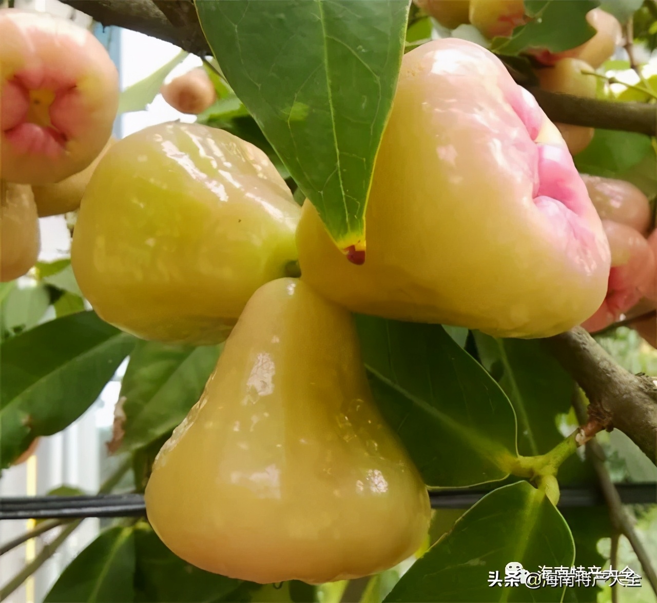 Introduction to Hainan Tropical Fruits (Part 3) - iNEWS