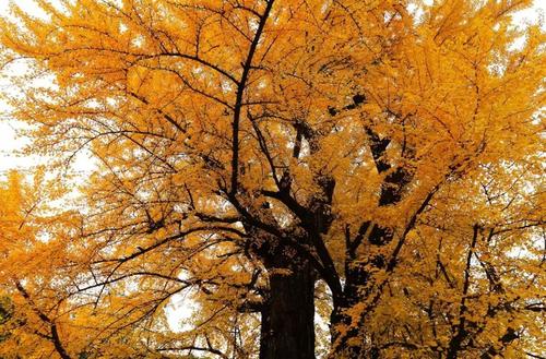 Ten famous ancient trees in China - iNEWS