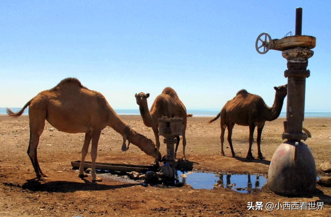 Shoot 113 camels in 3 hours!Australian farmers: either the camel died ...