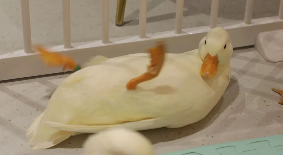 Rectify the name of Duck!Our duck is not a dish anymore - iNEWS